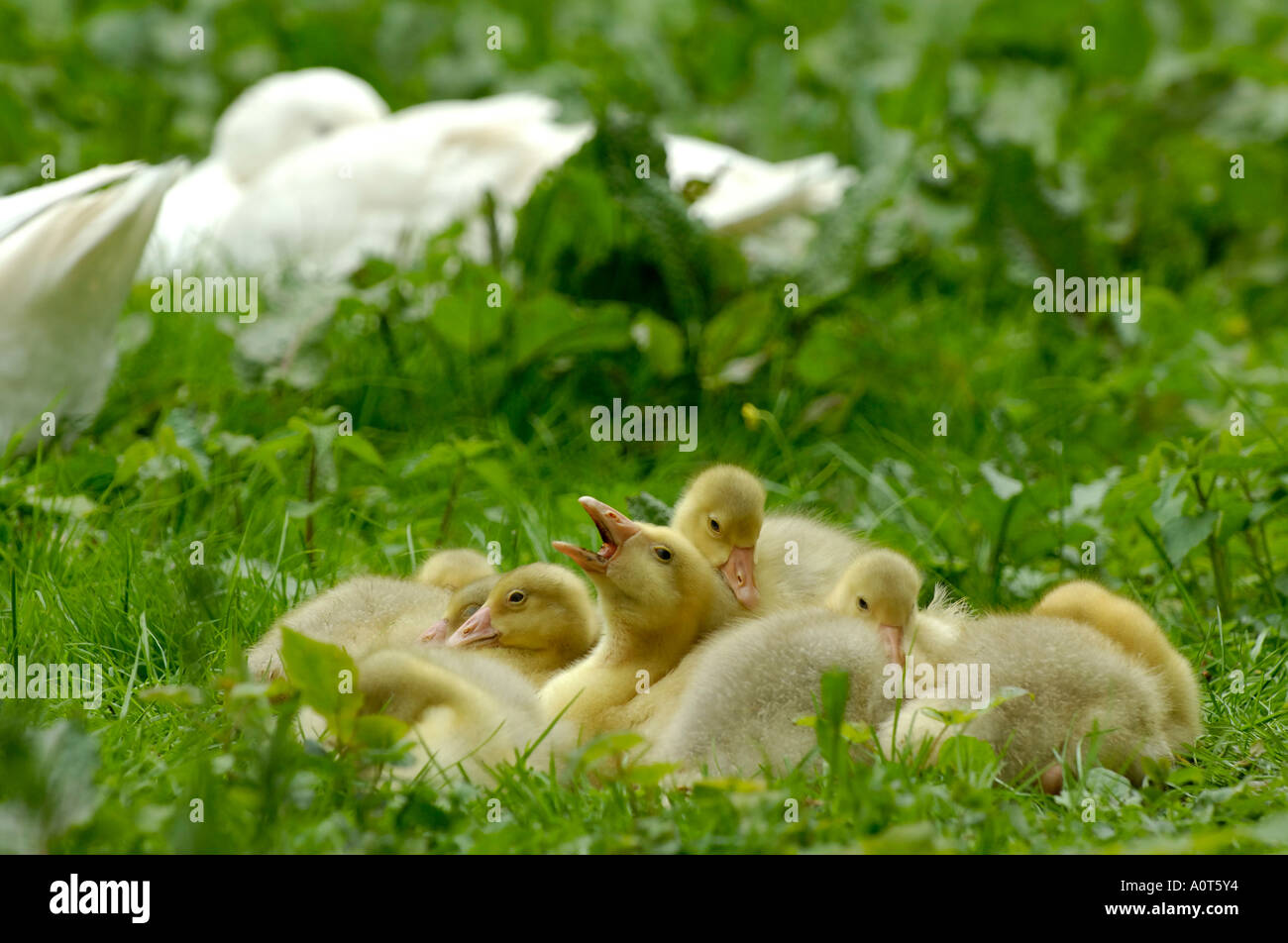 Doose hi-res stock photography and images - Alamy