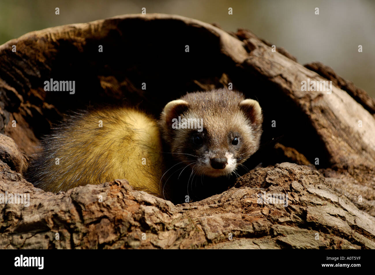 European Ferret / Polecat Stock Photo - Alamy