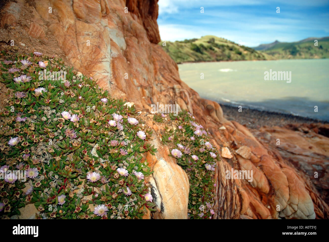 Maori Ice Plant High Resolution Stock Photography and Images - Alamy