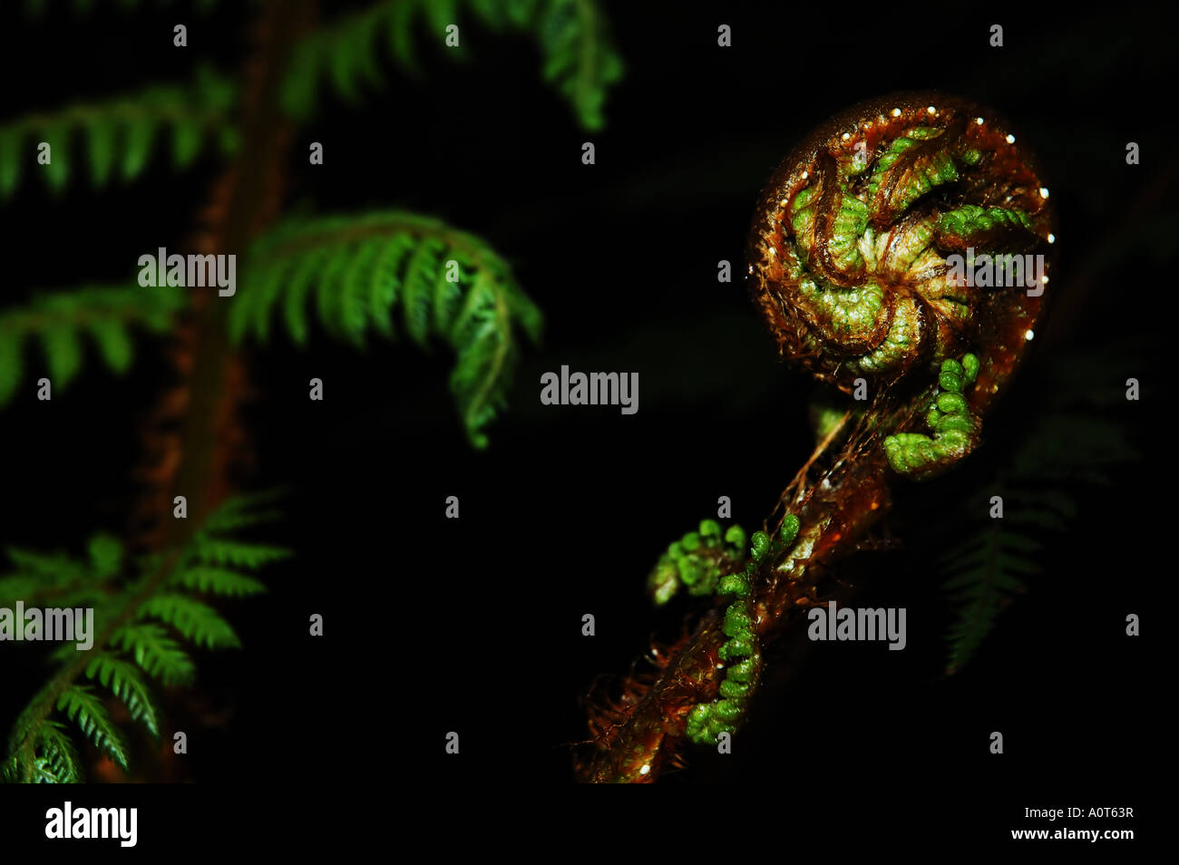 Fern leaf curls new zealand hi-res stock photography and images - Alamy