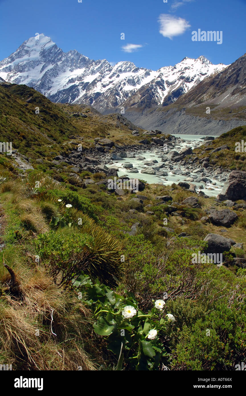 Alpine buttercup flowers in aoraki national park hi-res stock ...