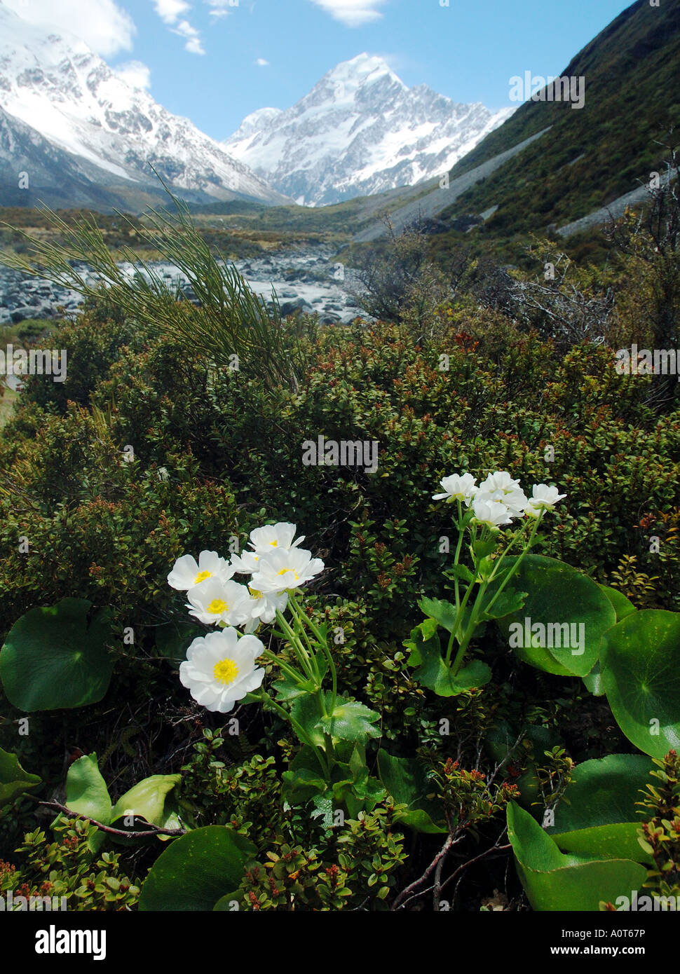 Mt Cook lilies Ranunculus lyalli in Hooker Valley with summit of Aoraki ...