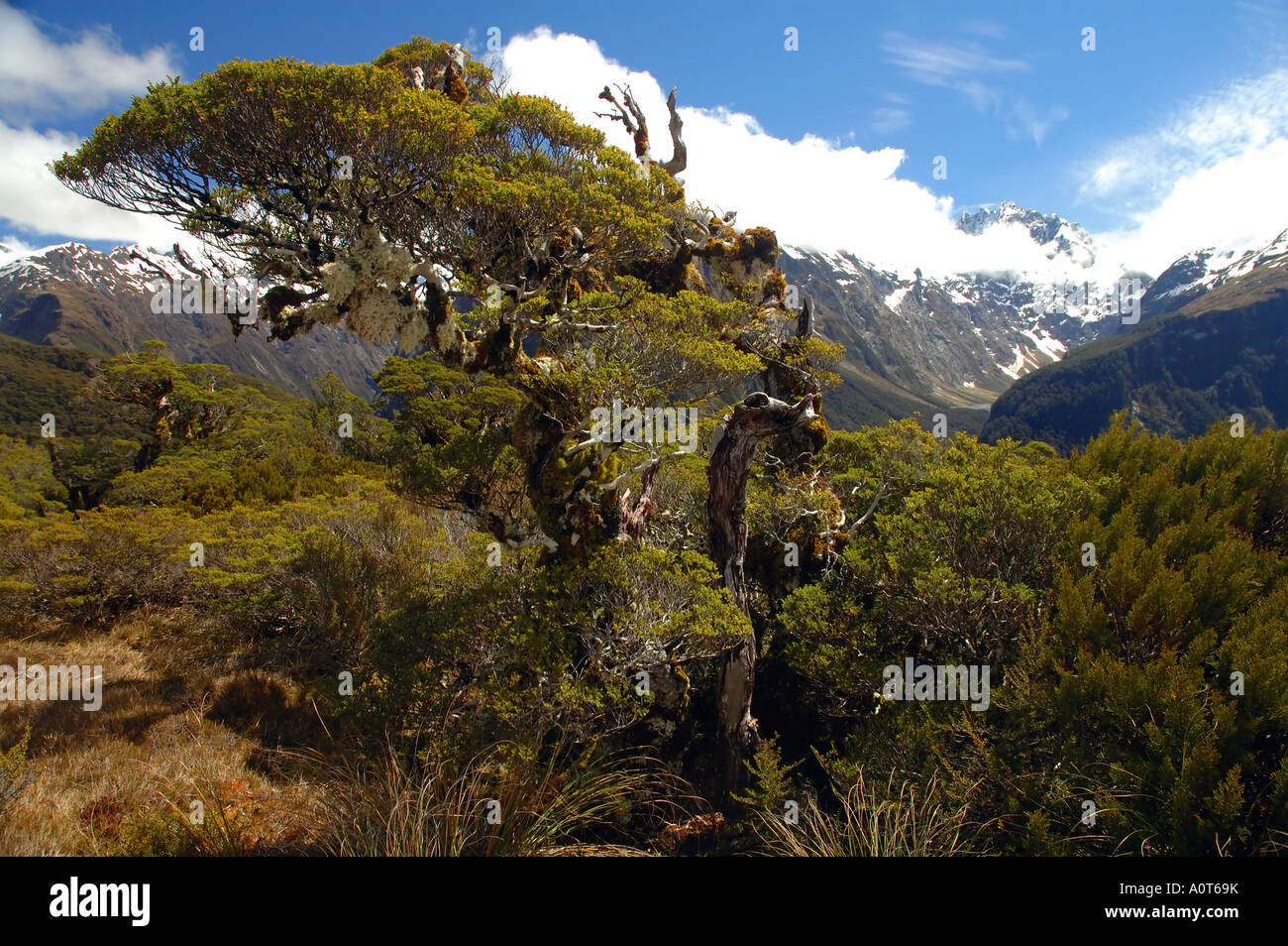 Gnarled old beech tree Nothofagus sp, Key Summit, Routeburn Track, New ...