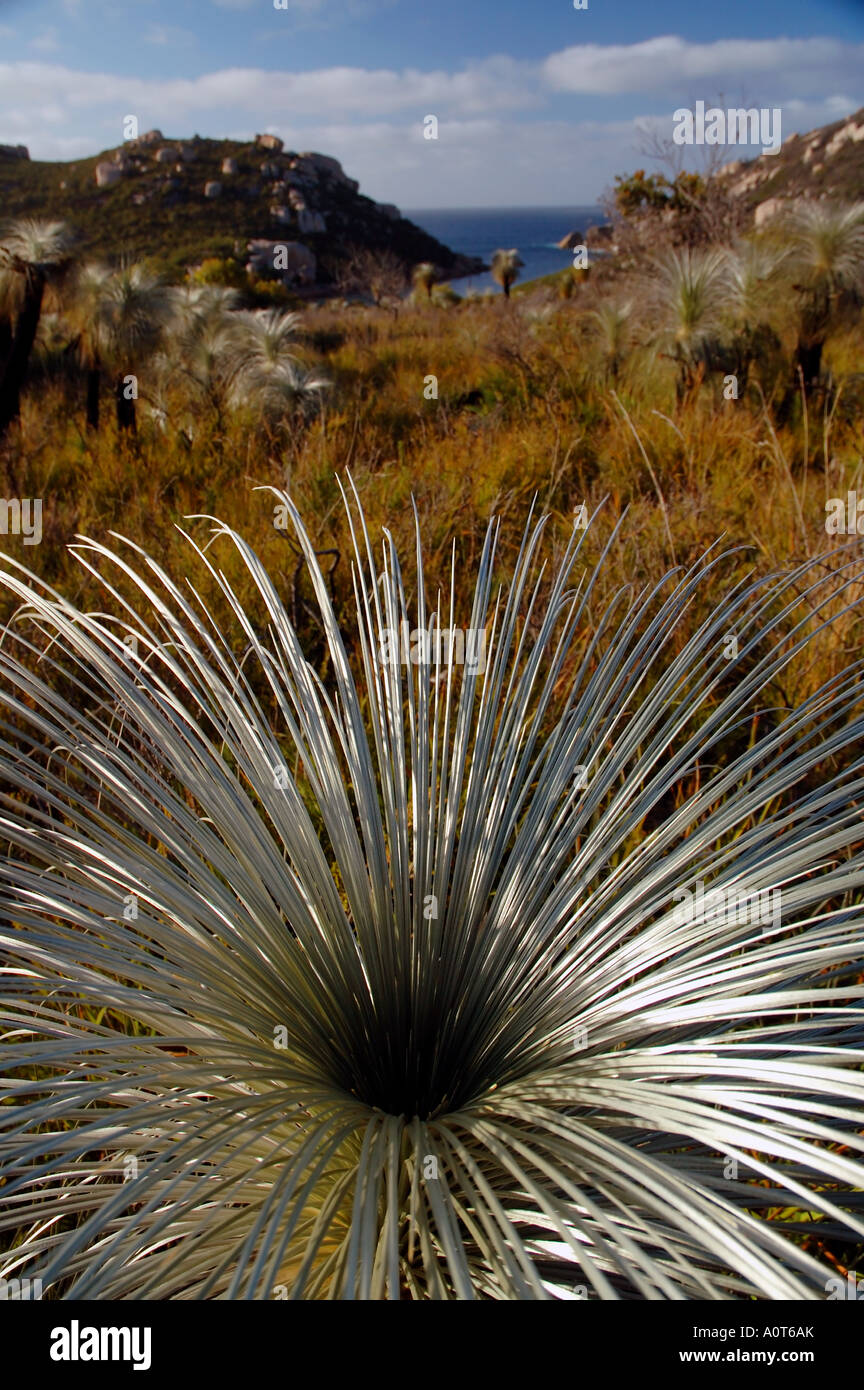 Native plants of coastal western australia hi-res stock photography and ...