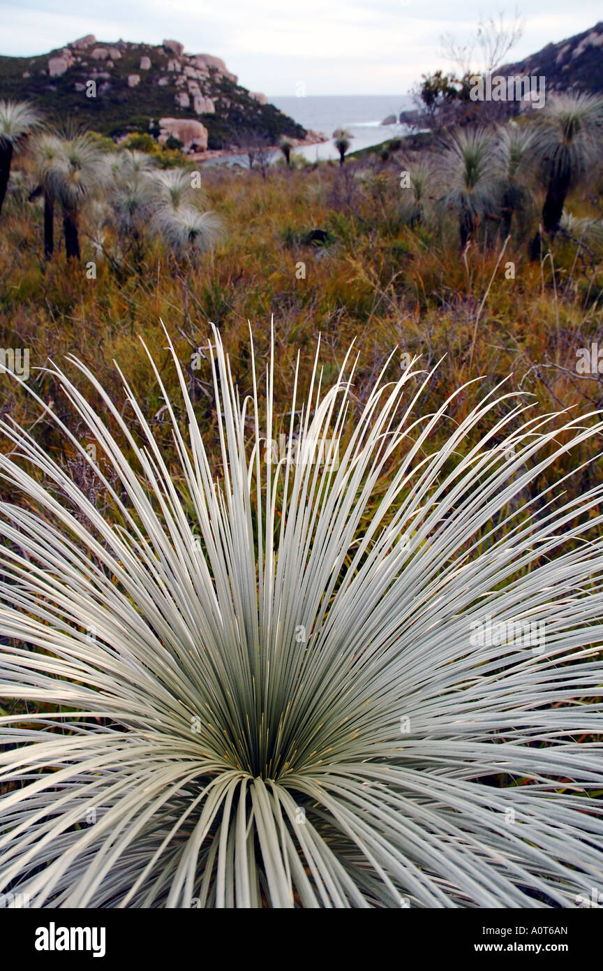 Native plants of coastal western australia hi-res stock photography and ...