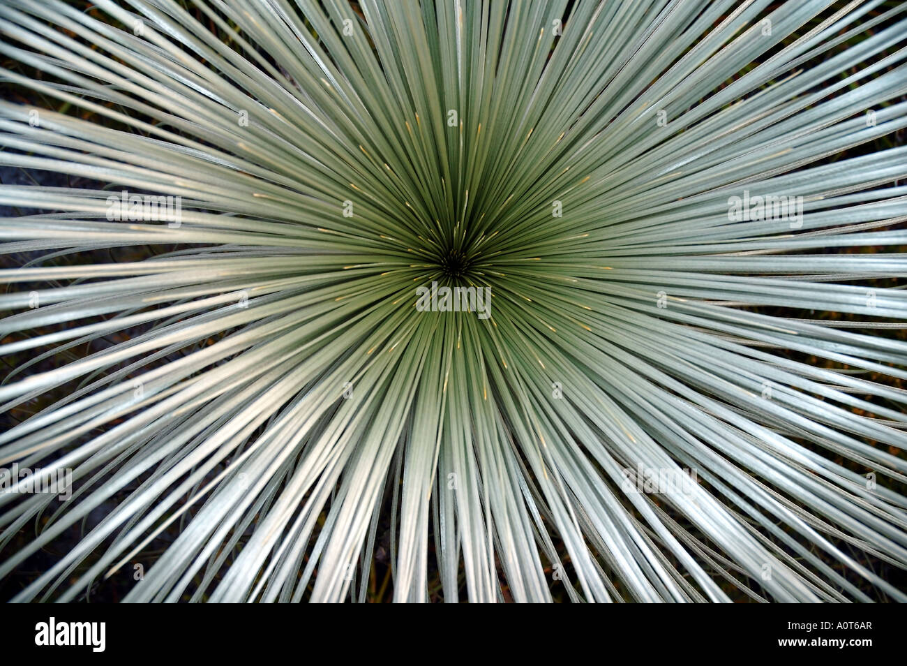 Detail of crown of slender grass tree Kingia australis Waychinicup ...