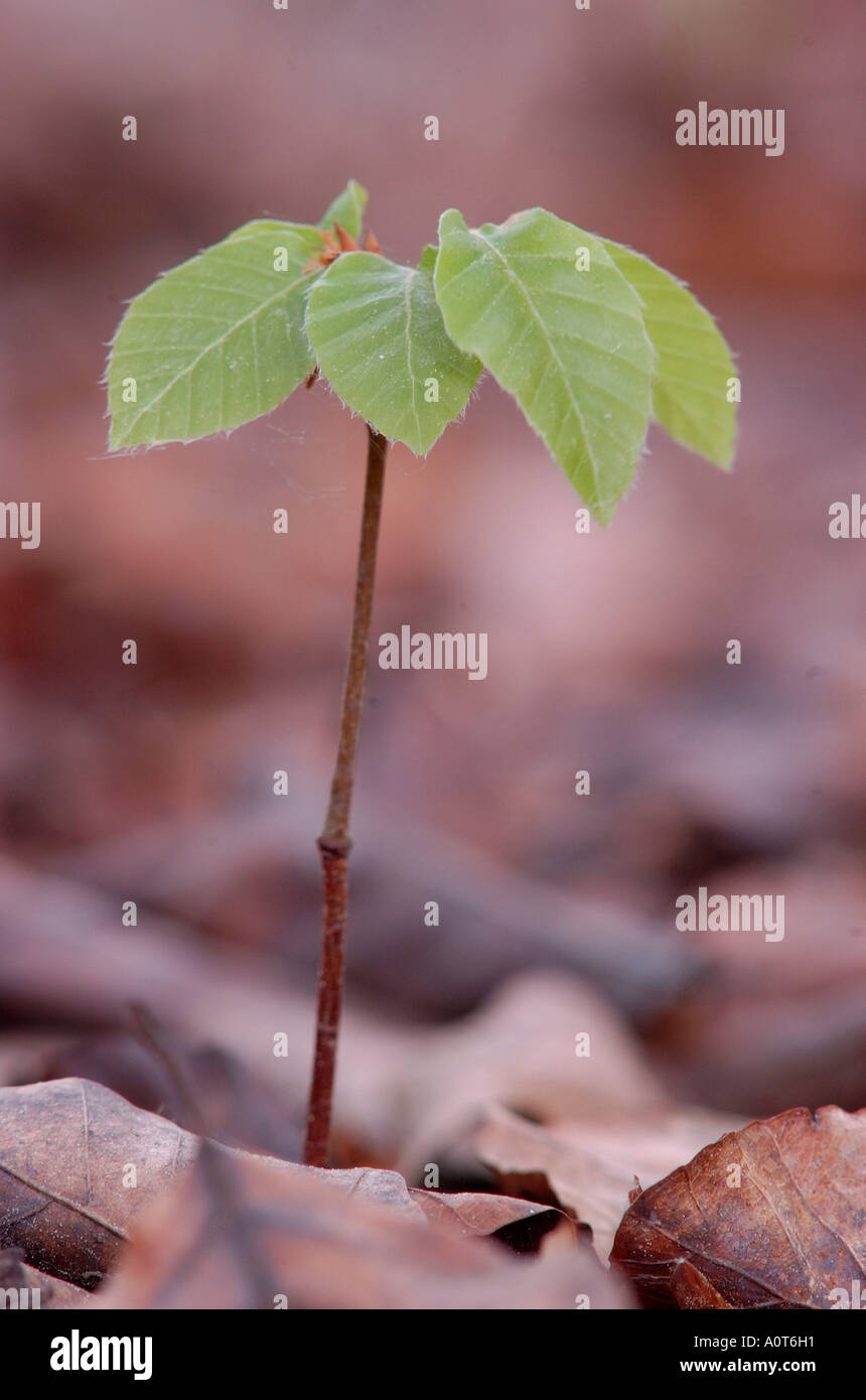 Beech seedling hi-res stock photography and images - Alamy