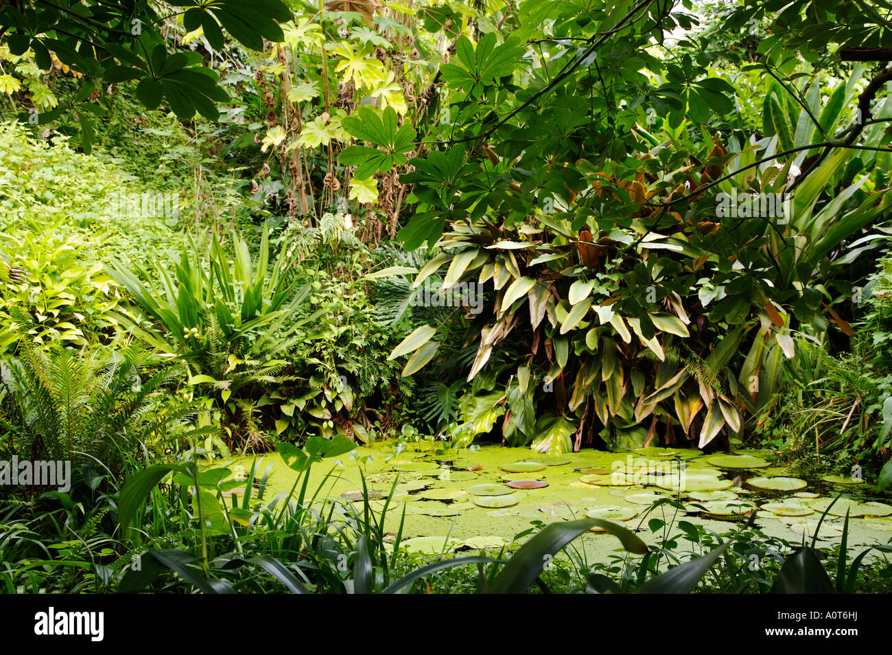 Small pond in a tropical forest Stock Photo - Alamy