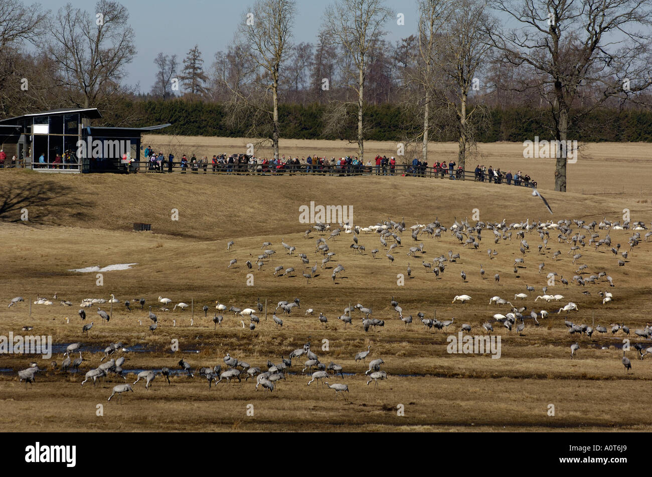 Crane migration human hi-res stock photography and images - Alamy