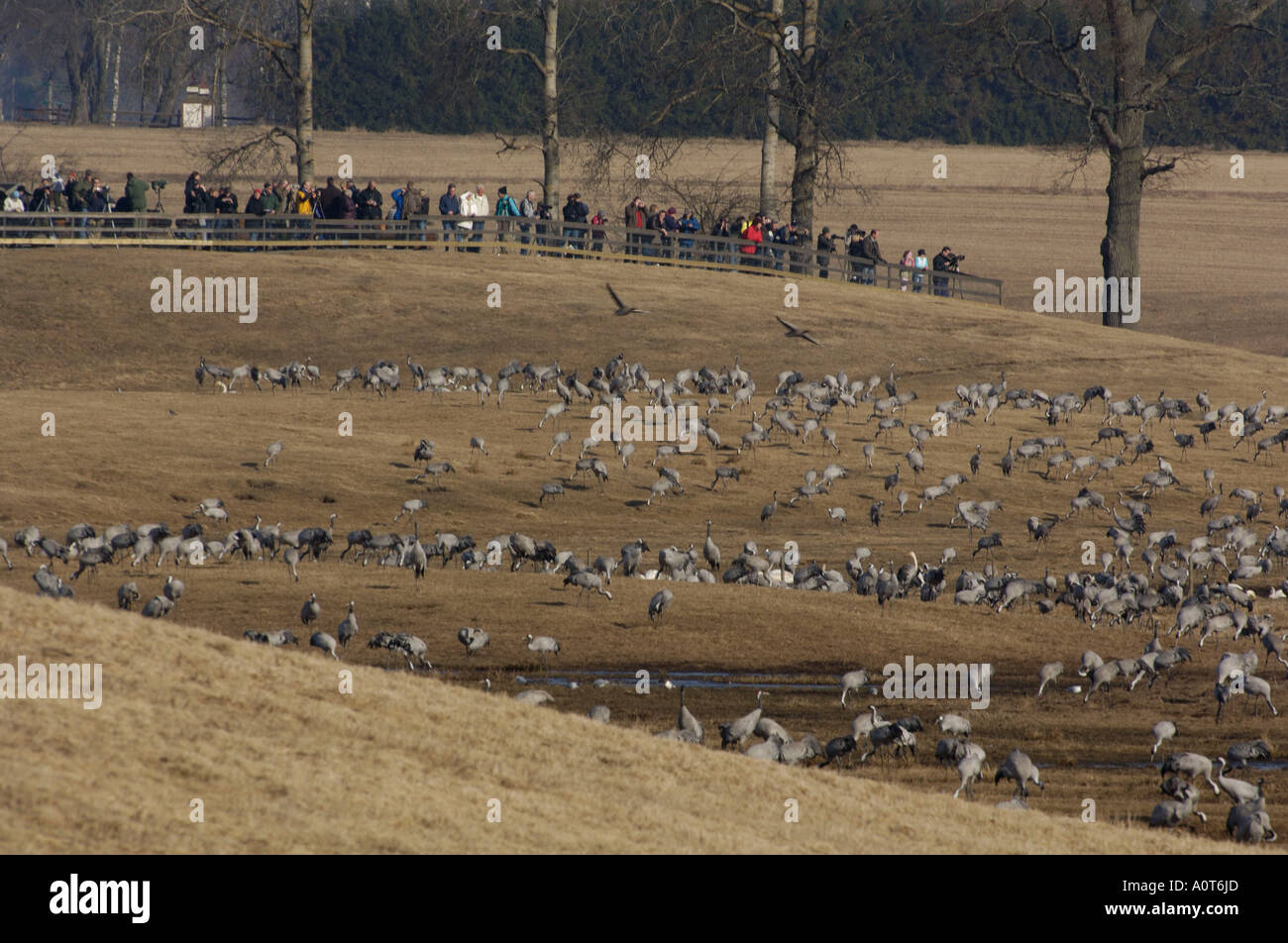 Crane migration human hi-res stock photography and images - Alamy