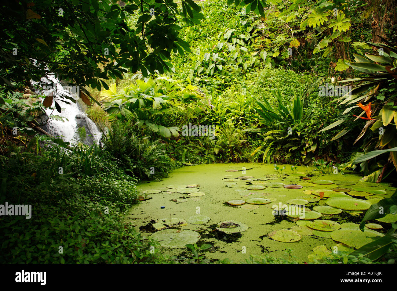 Small pond in a tropical forest Stock Photo - Alamy