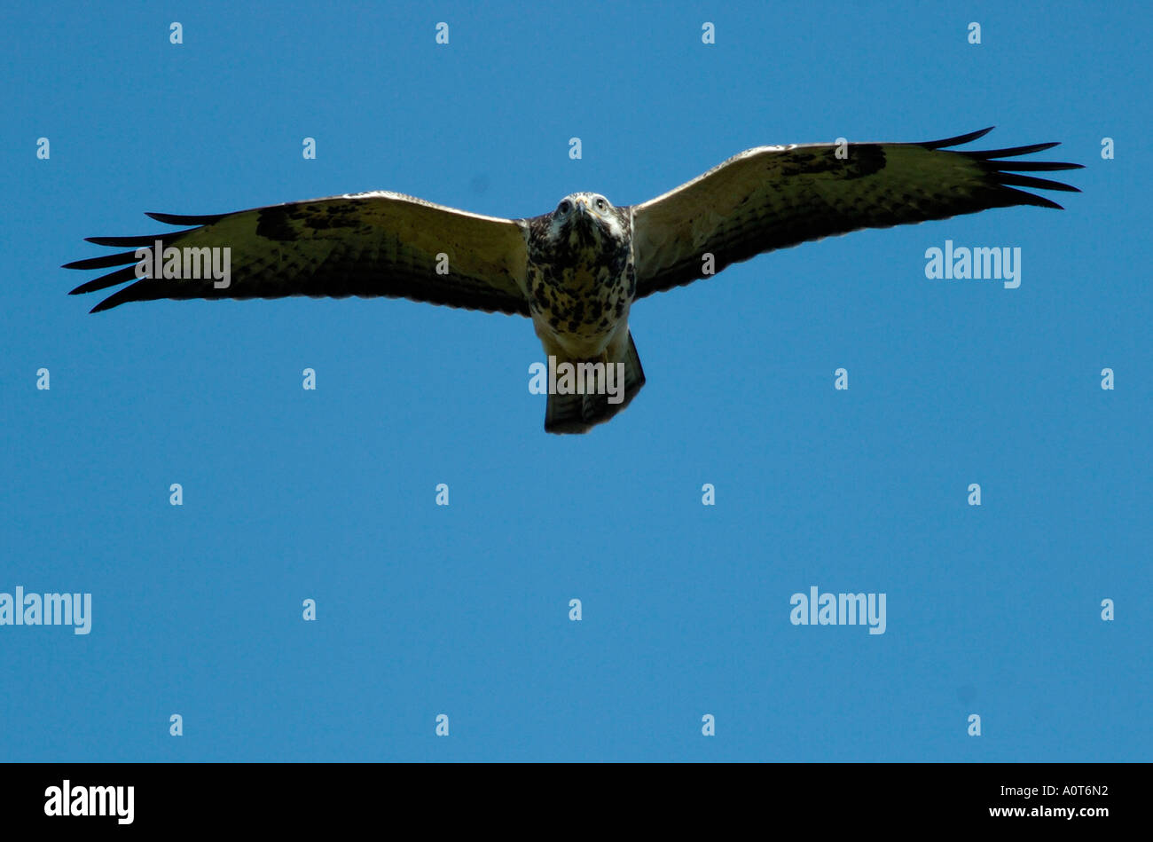 Common Buzzard / European Buzzard Stock Photo - Alamy