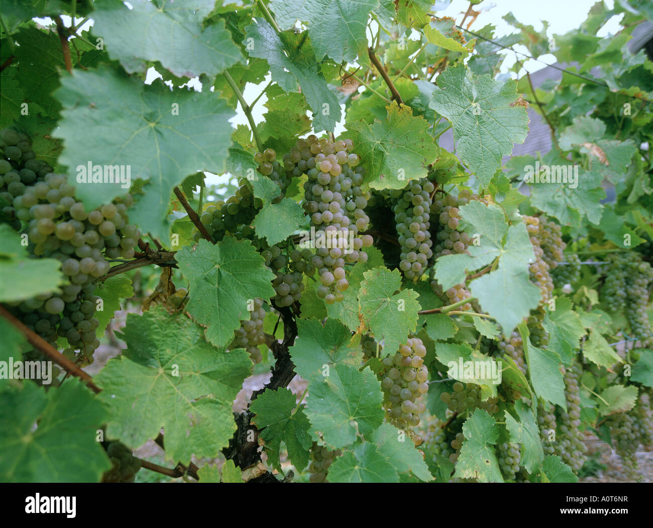 Inniskillin winery hi-res stock photography and images - Alamy