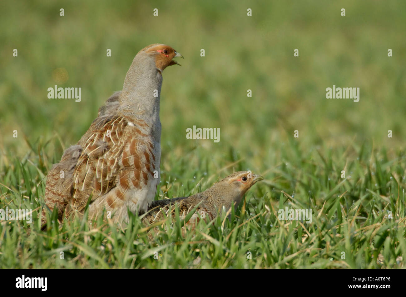 Grey partridge germany hi-res stock photography and images - Alamy