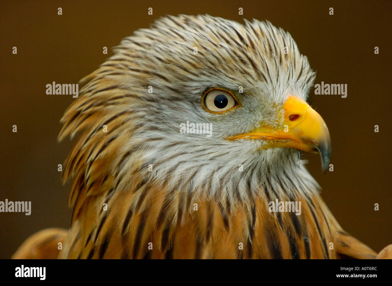 Portrait format red kite hi-res stock photography and images - Alamy