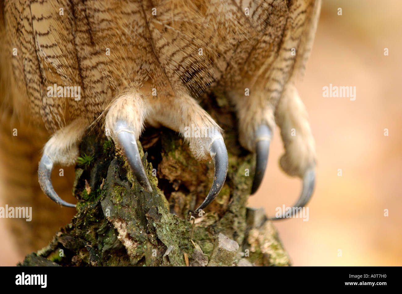 Owl feet hi-res stock photography and images - Alamy