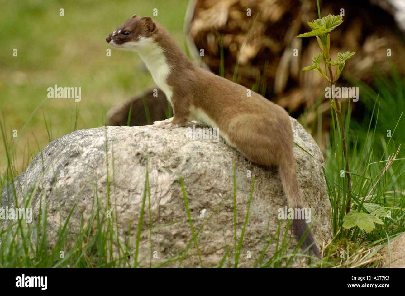 Ermine / Stoat Stock Photo - Alamy