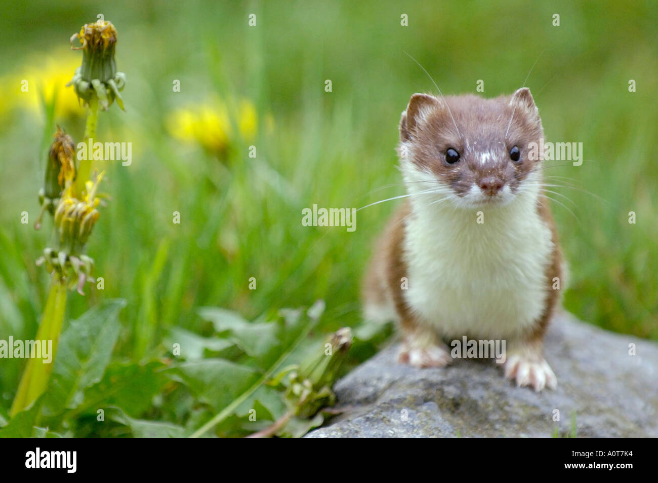 Ermine front hi-res stock photography and images - Alamy