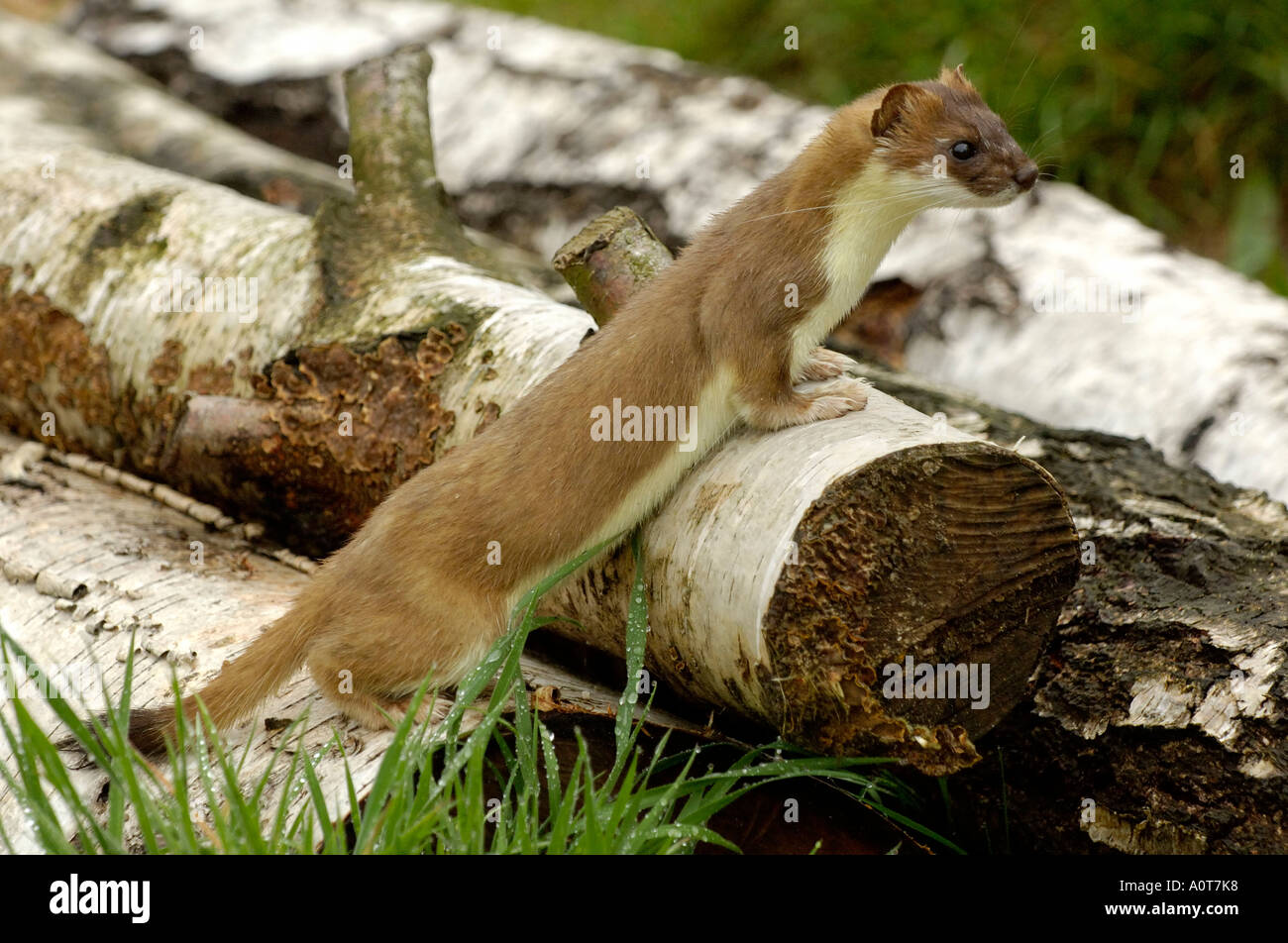 Ermine / Stoat Stock Photo - Alamy