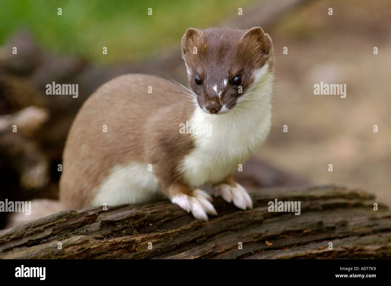 Ermine or stoat hi-res stock photography and images - Alamy
