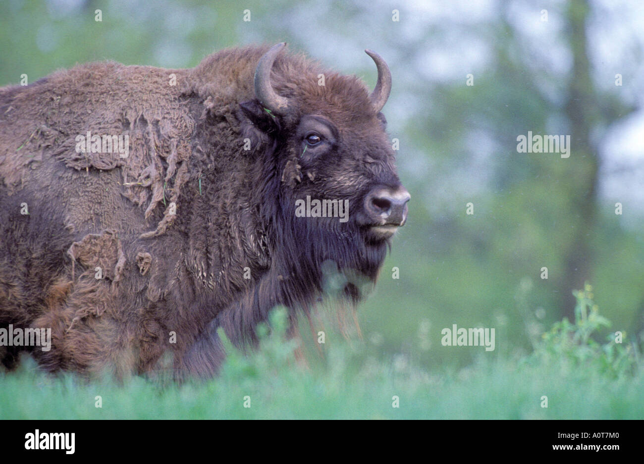 Europa bison hi-res stock photography and images - Alamy