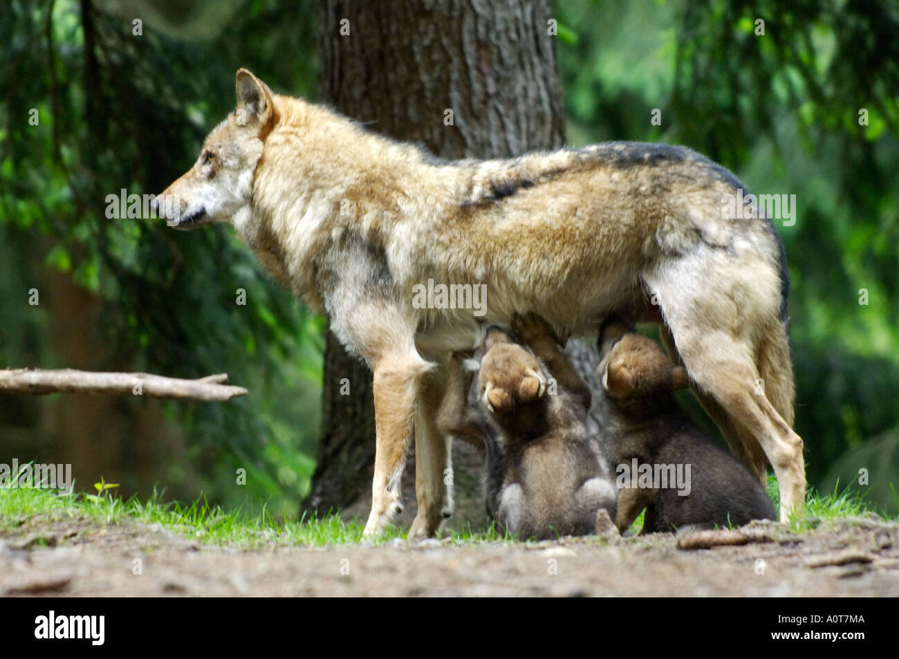 Nursing wolf hi-res stock photography and images - Alamy