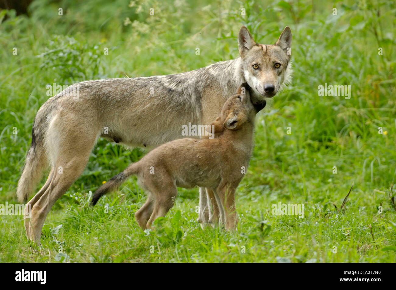 Wolf biting hi-res stock photography and images - Alamy