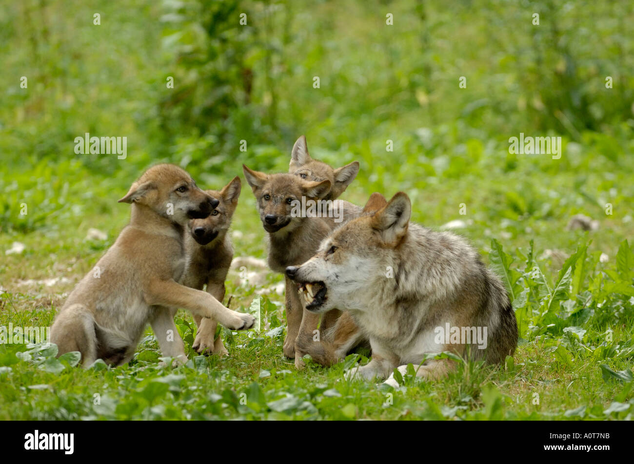 Five wolf cubs hi-res stock photography and images - Alamy