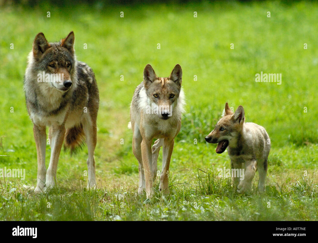Wolf parents hi-res stock photography and images - Alamy