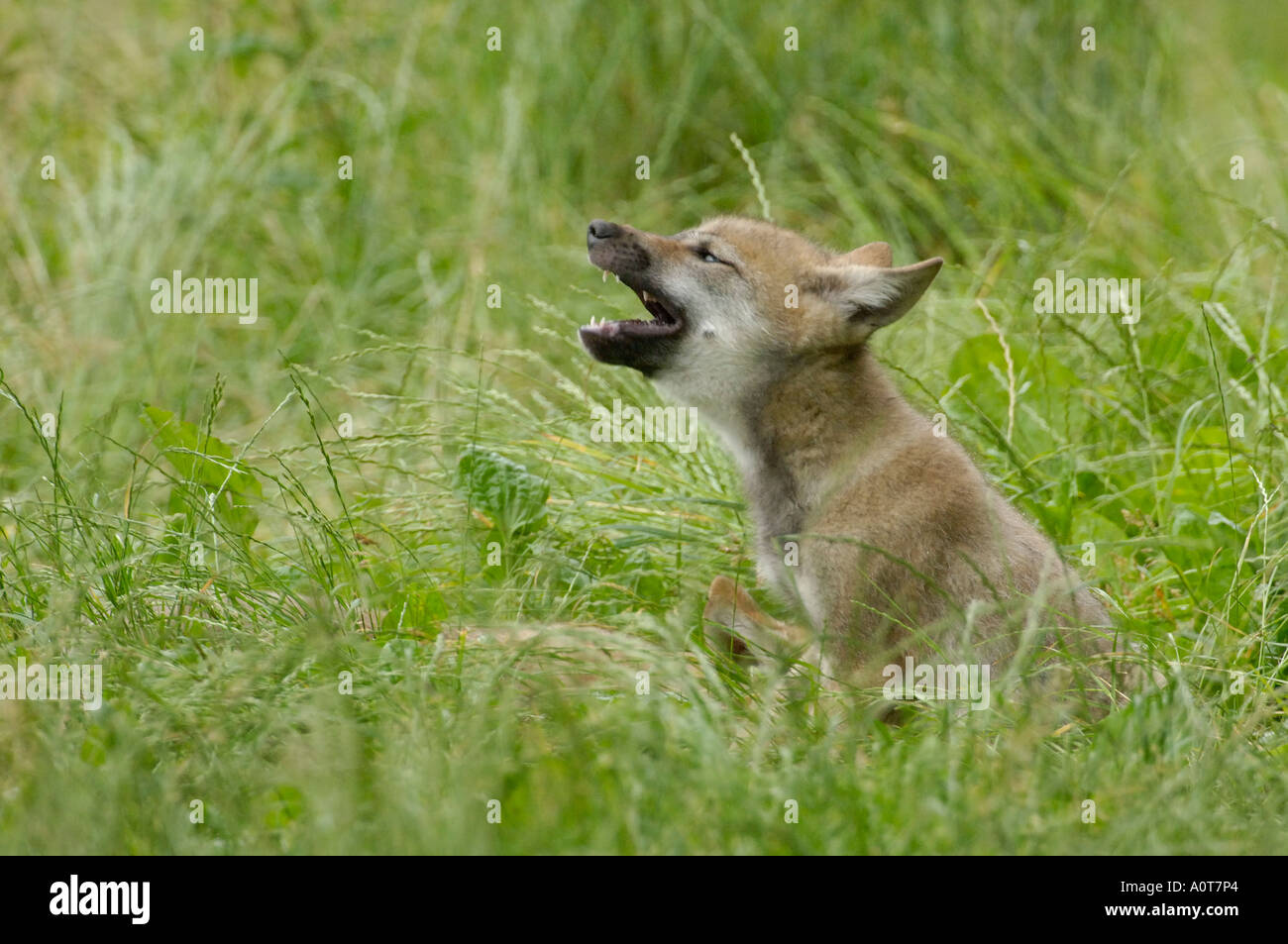 Howling wolf cub hi-res stock photography and images - Alamy