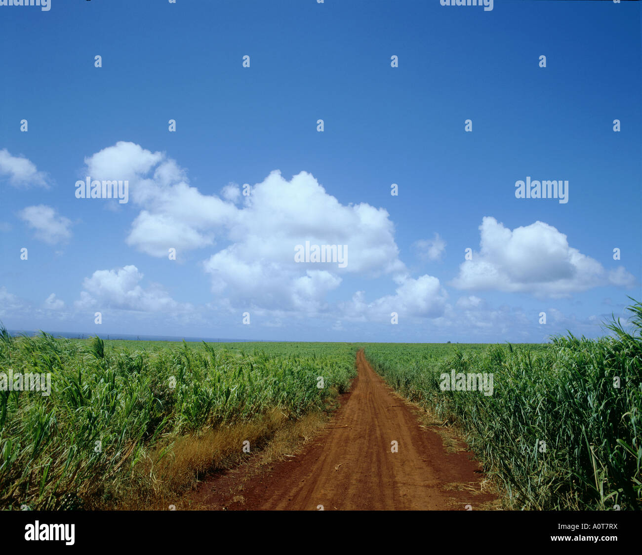 Sugar Cane Field Stock Photo - Alamy