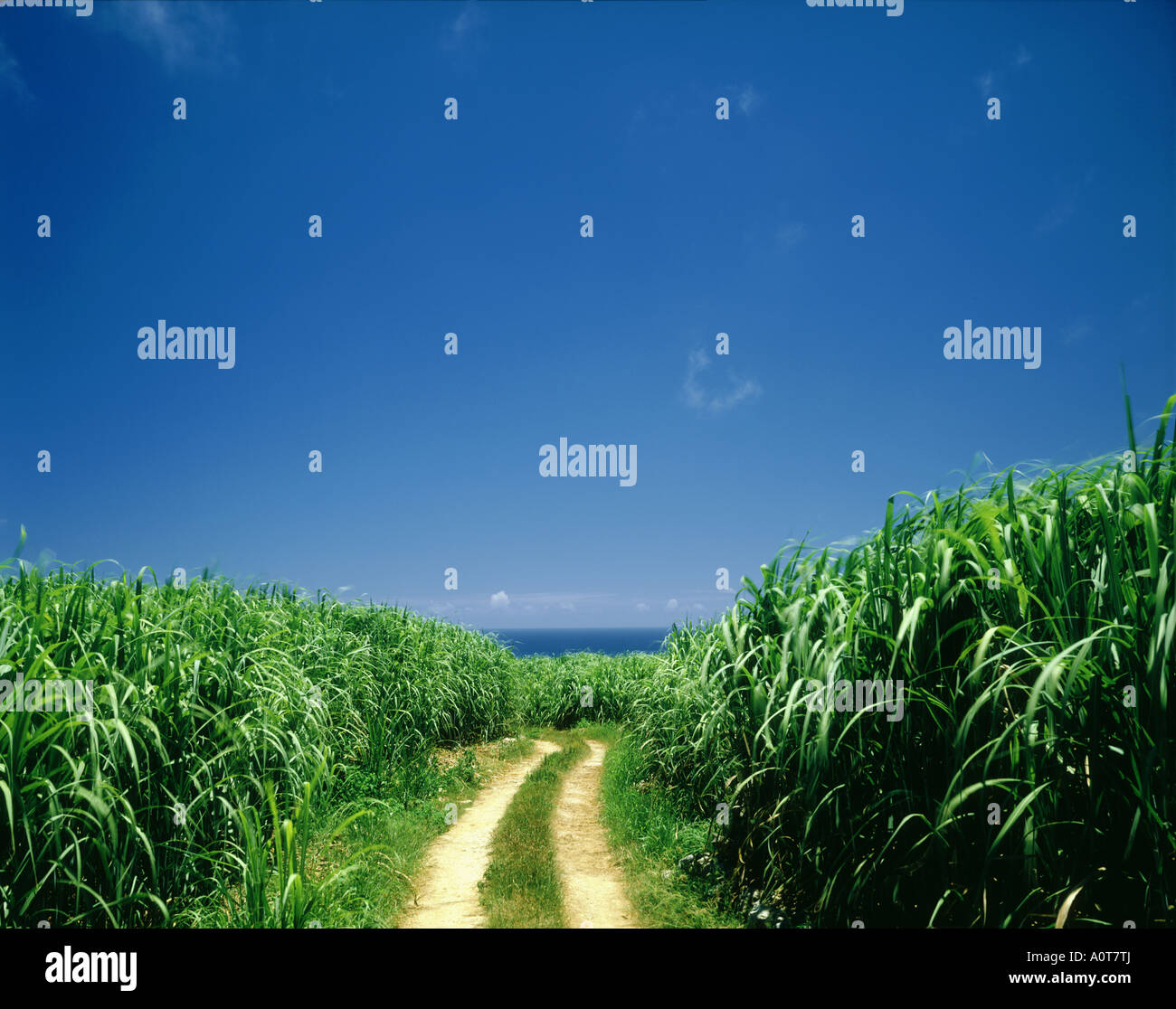 Sugar Cane Field Stock Photo - Alamy