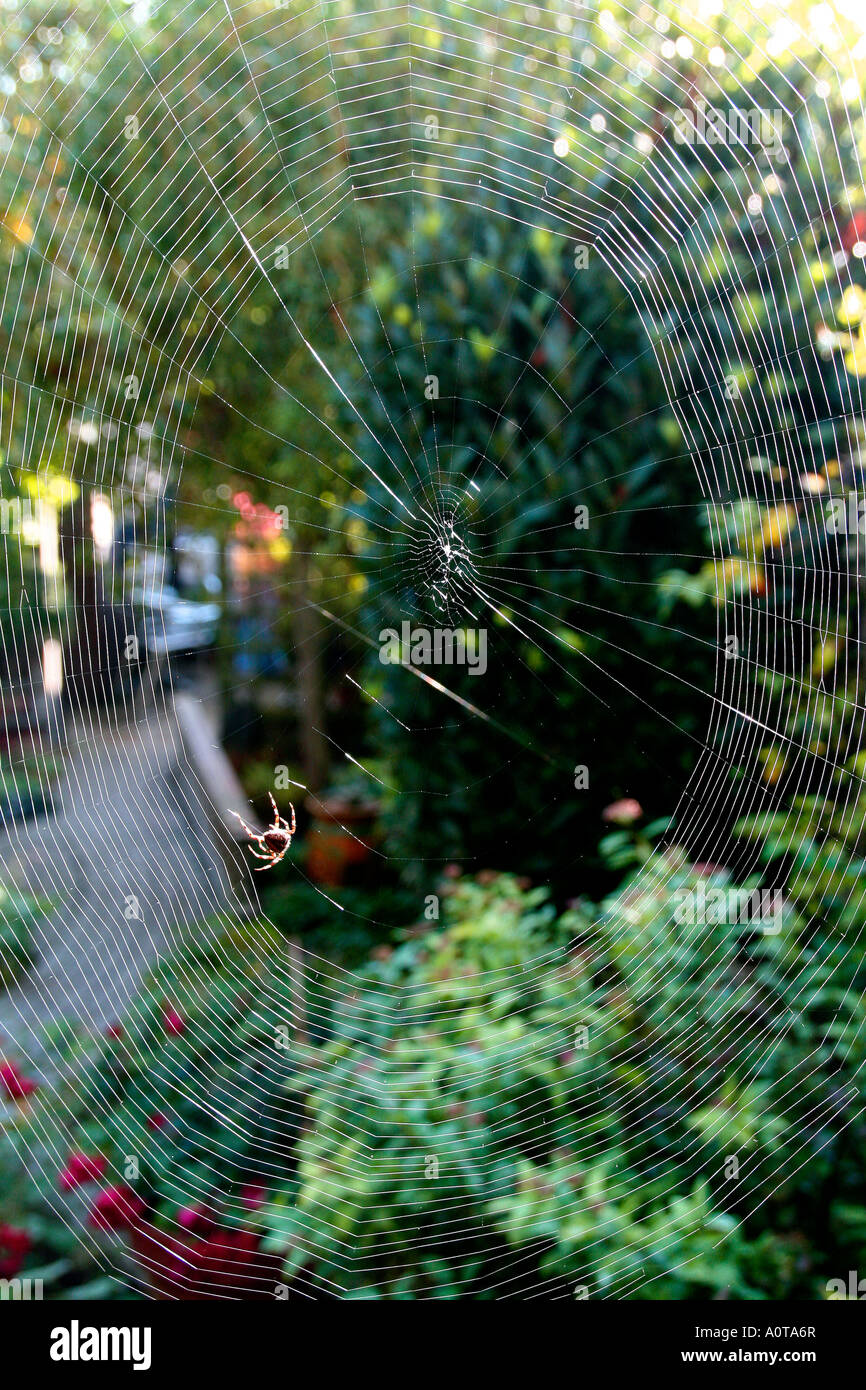 A spider spins its web between bushes in a suburban garden Suffolk UK ...