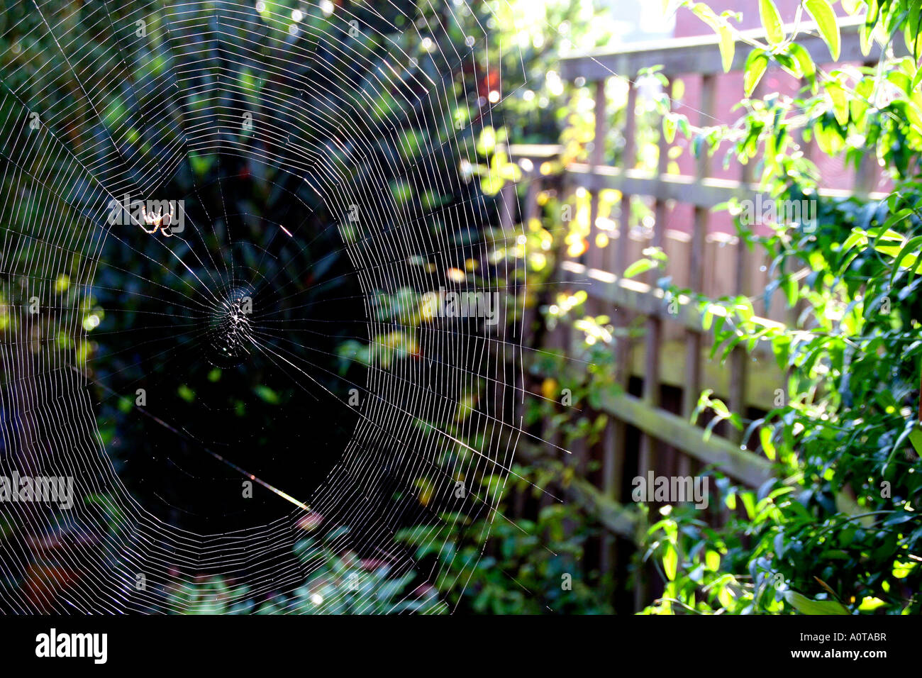 A spider spins its web between bushes in a suburban garden Suffolk UK ...