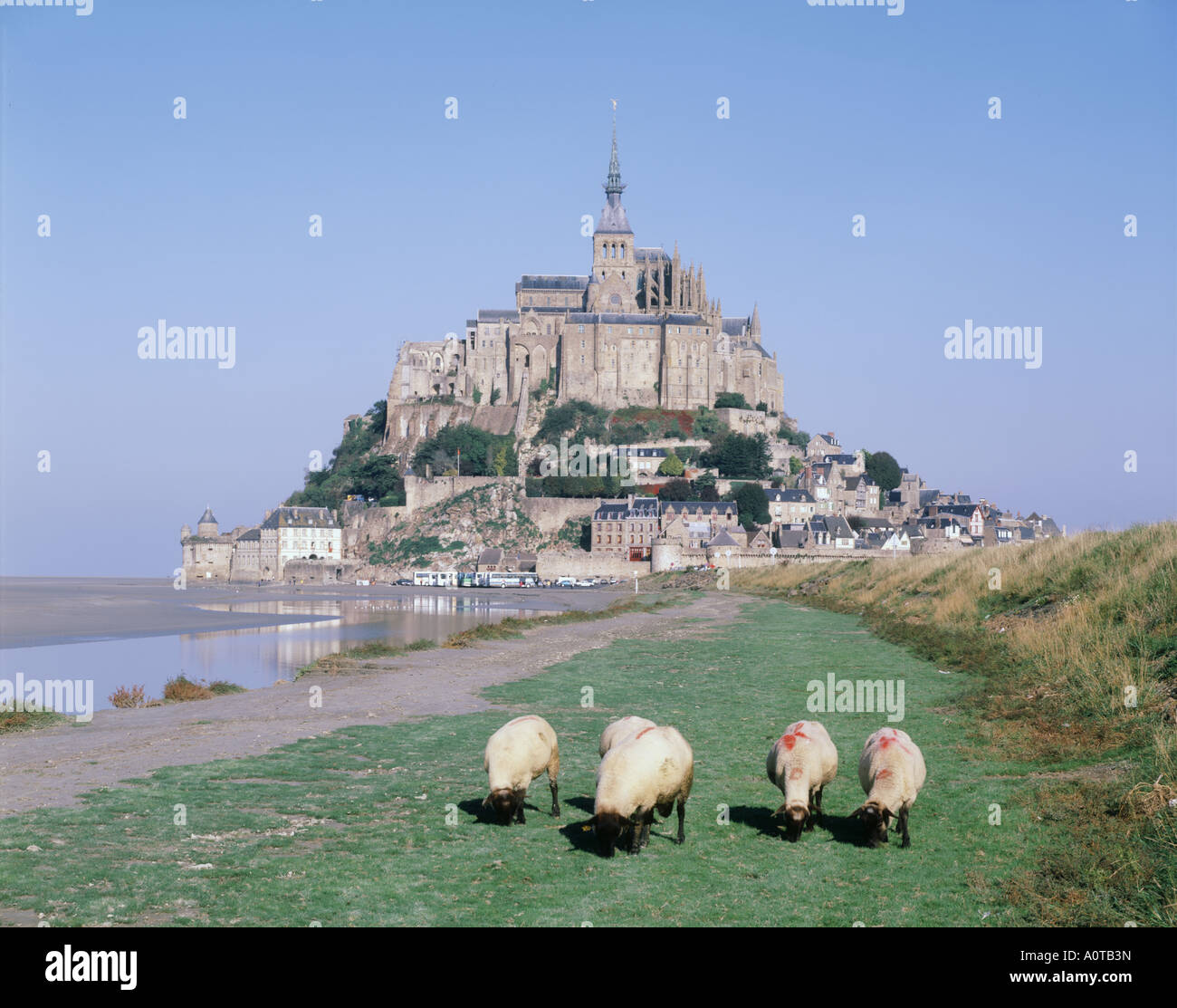 Mont Saint Michel Sheep World Heritage Stock Photo - Alamy