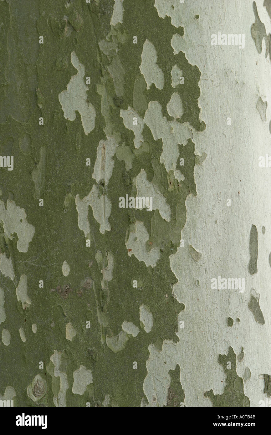 Pitted spots hi-res stock photography and images - Alamy