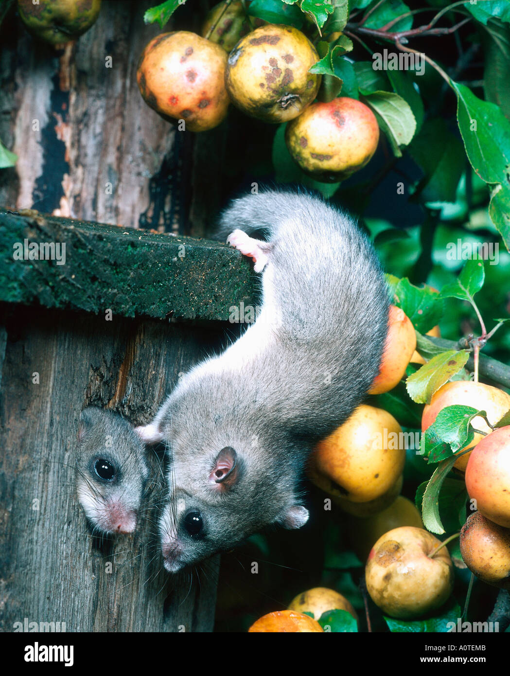 Dormice box hi-res stock photography and images - Alamy
