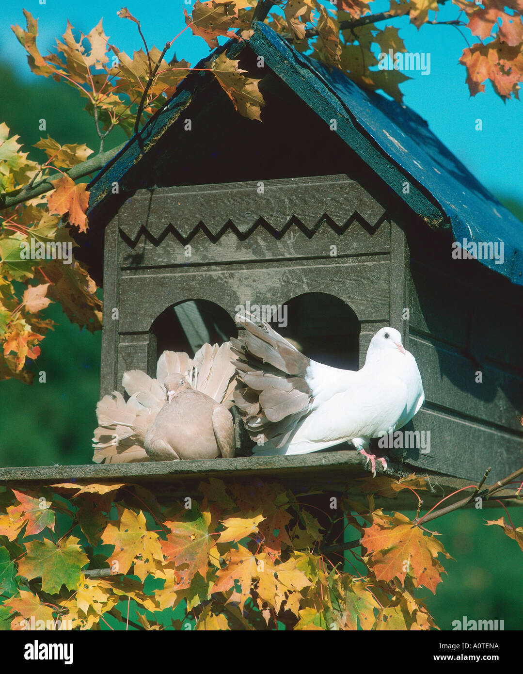 Pigeons pair Cut Out Stock Images & Pictures - Alamy