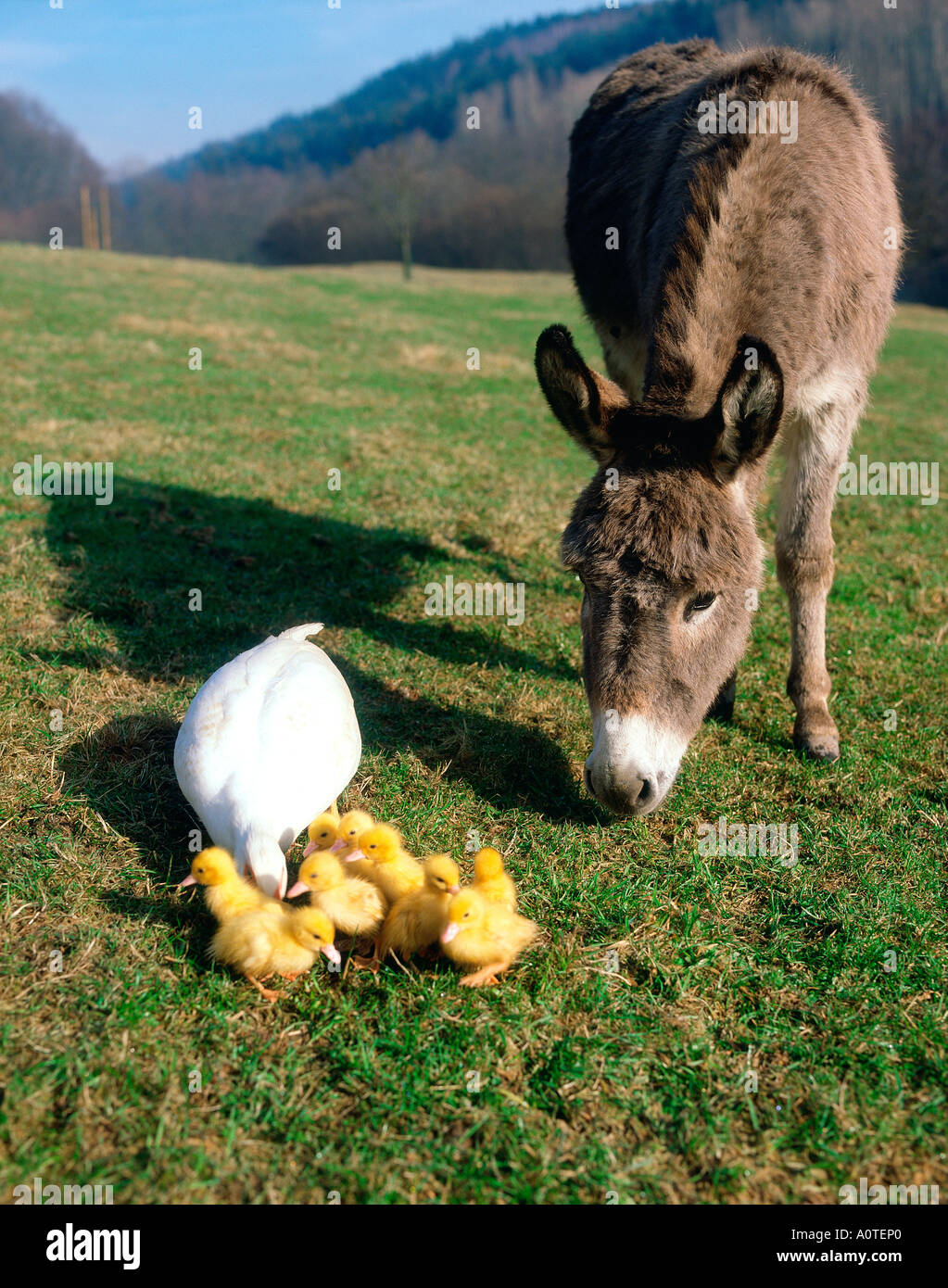 Donkey and Moscovy Duck Stock Photo - Alamy