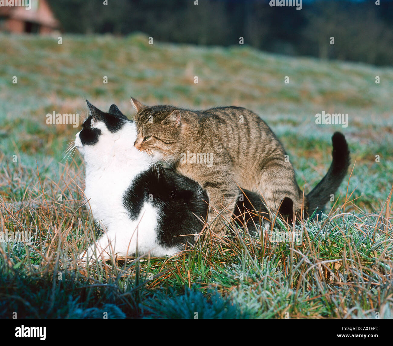 Cats Mating Diagram
