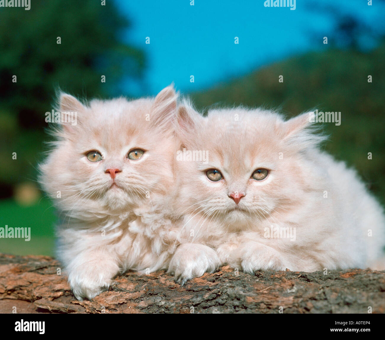 Cameo persian cat hi-res stock photography and images - Alamy