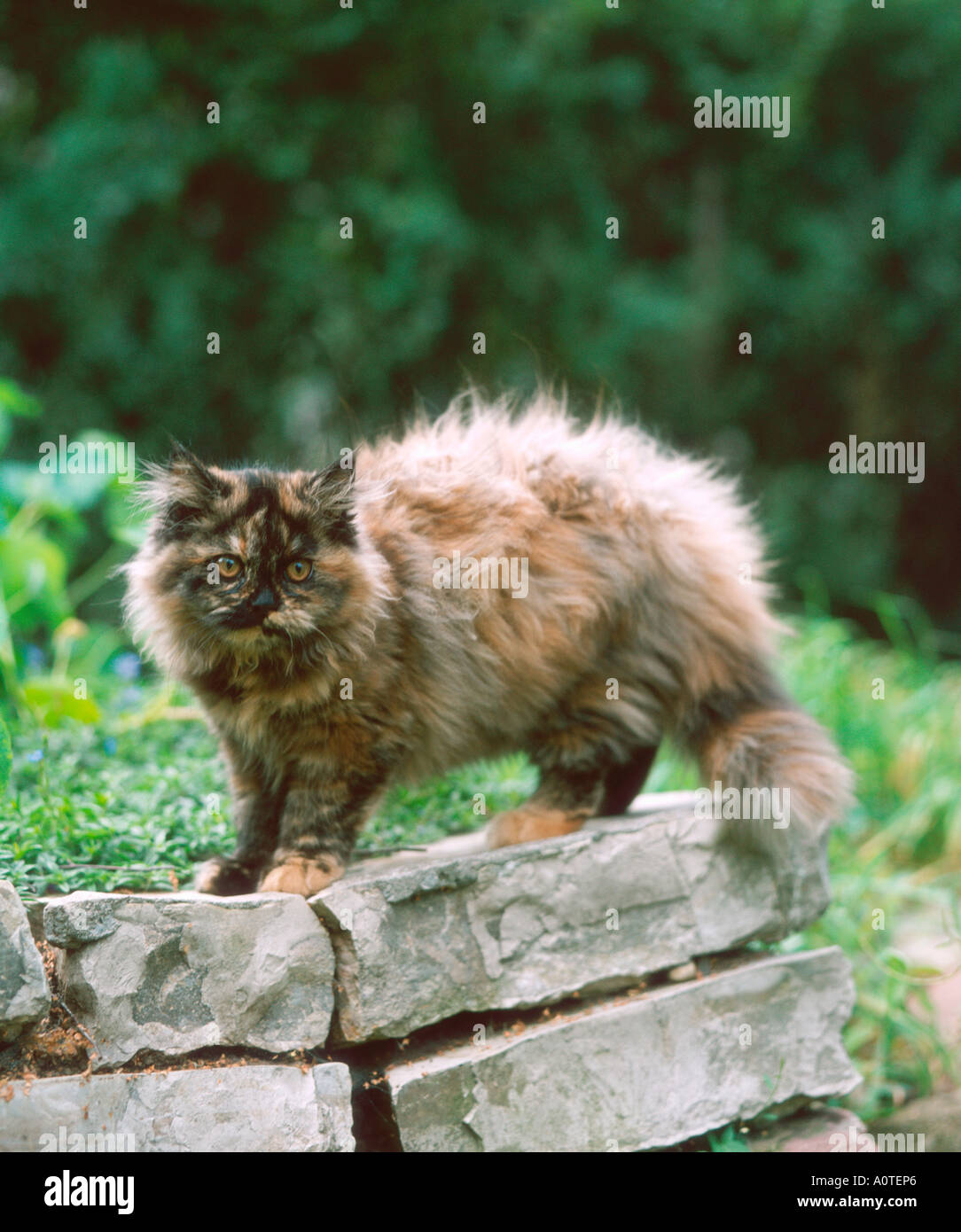 Tortoiseshell persian cats hi-res stock photography and images - Alamy
