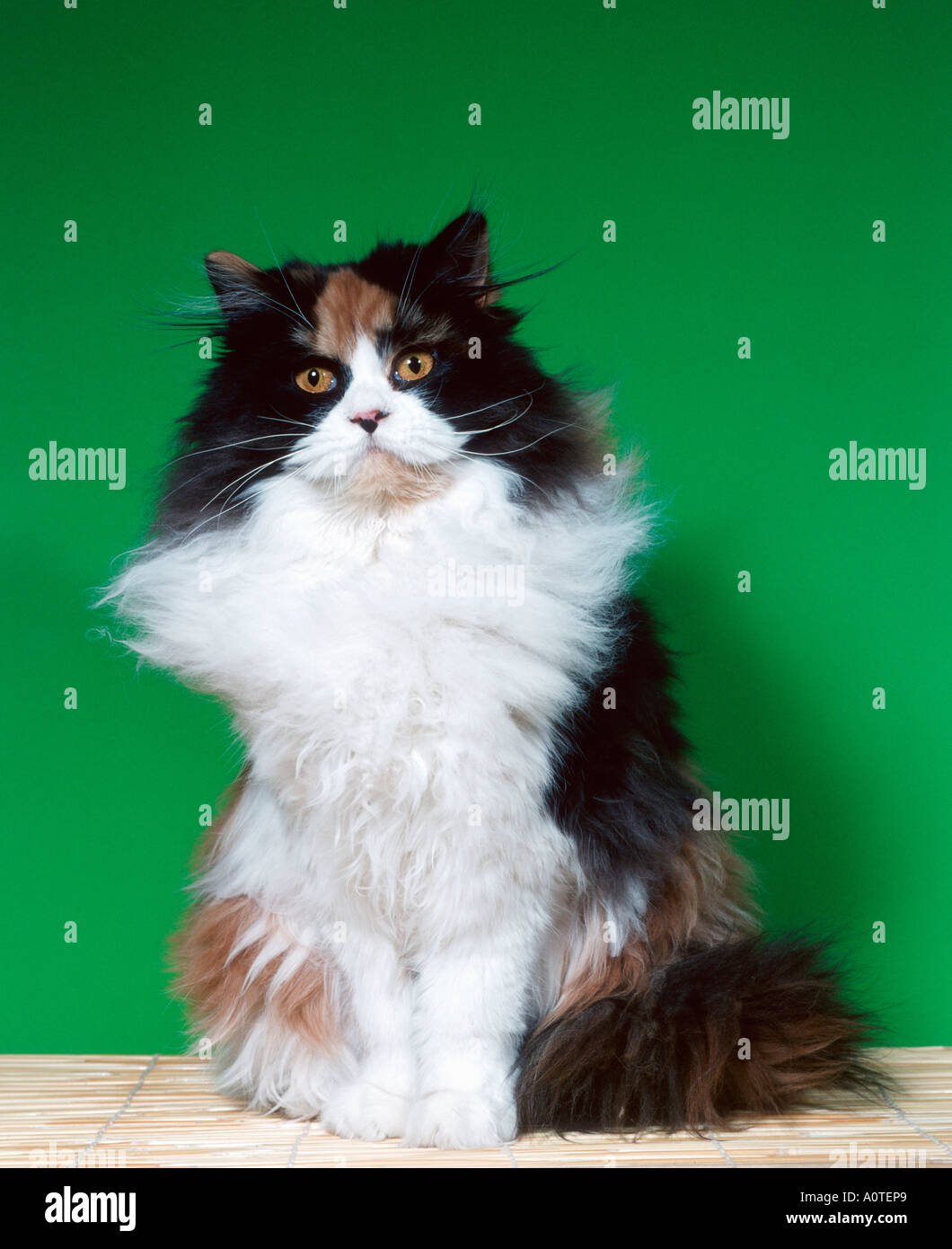 Tortoiseshell persian cats hi-res stock photography and images - Alamy