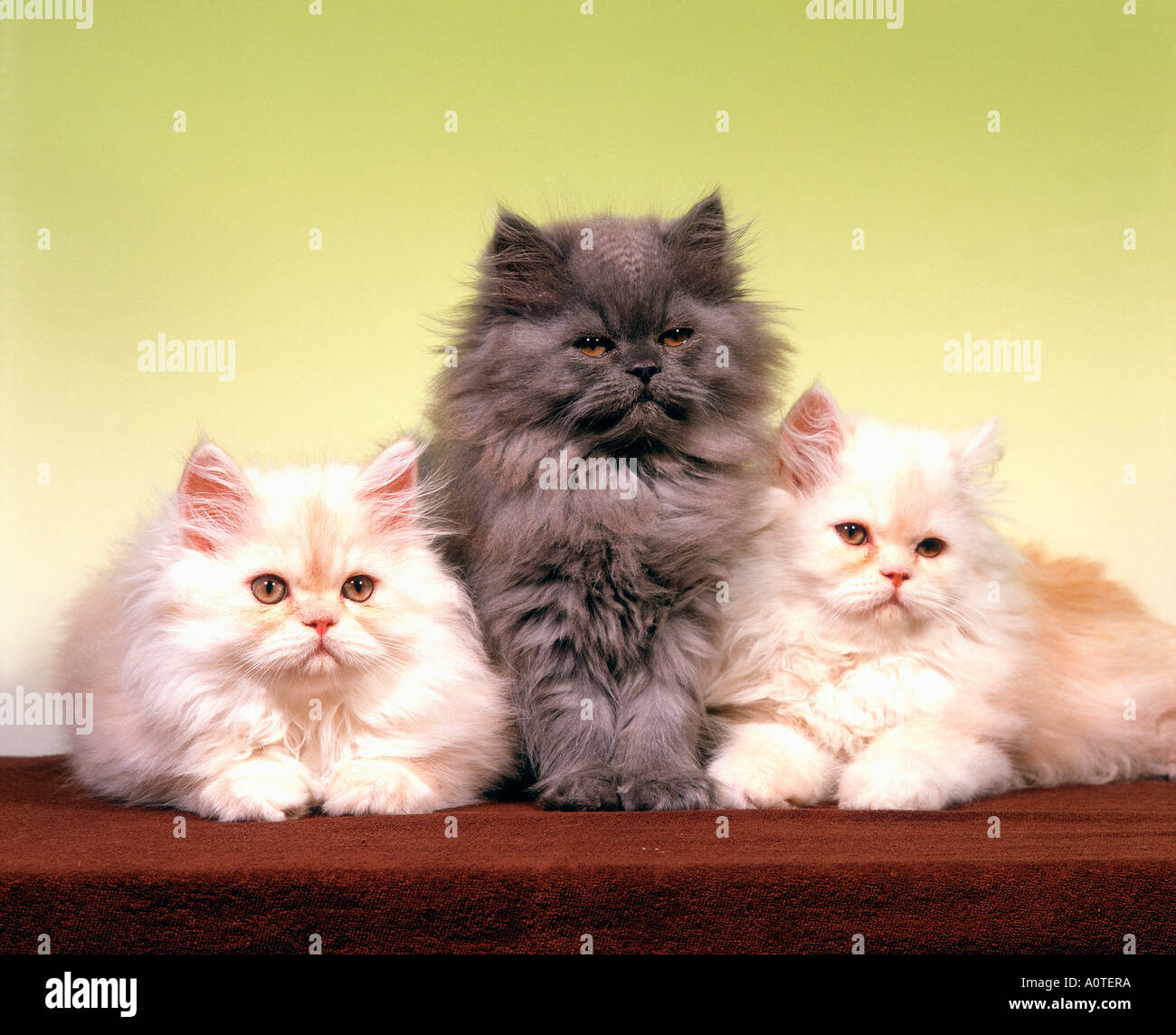 Three persian cats hi-res stock photography and images - Alamy