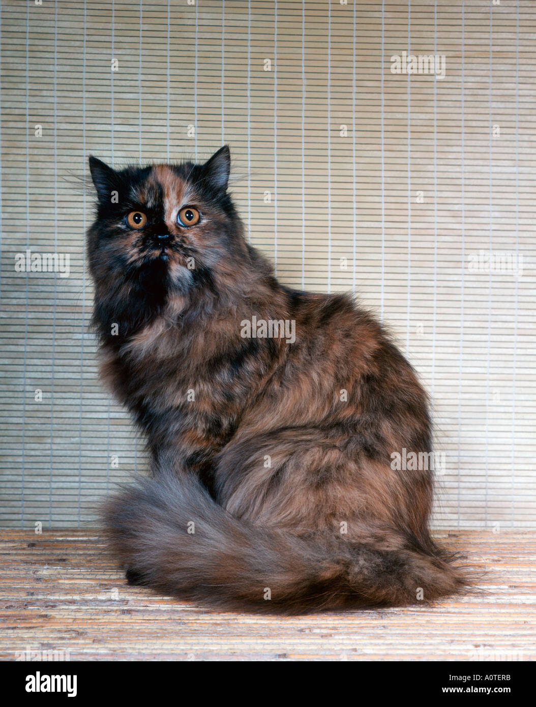 Tortoiseshell persian cats hi-res stock photography and images - Alamy