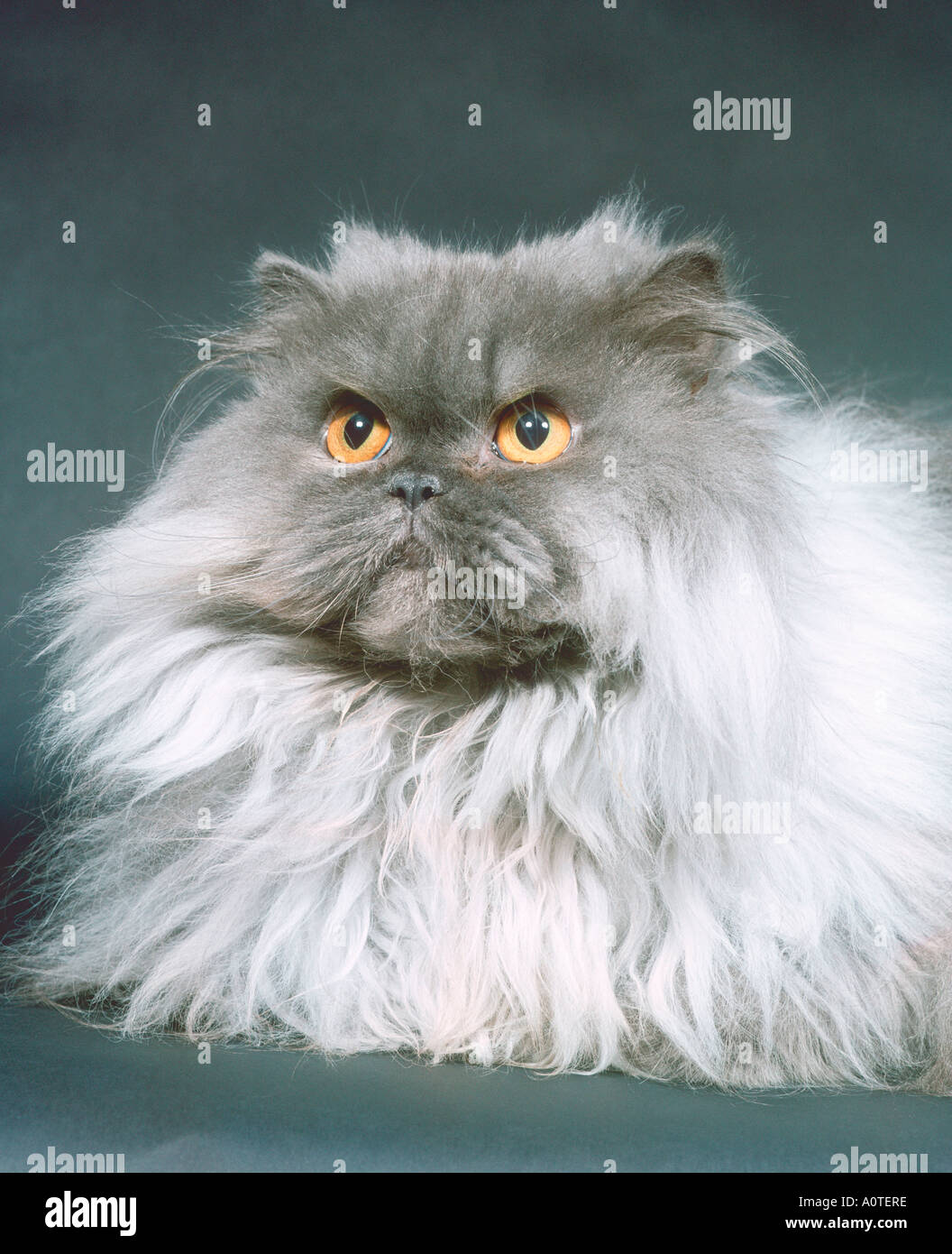 Persian Cat, Tomcat, Blue-smoke, Stock Photo, Picture And Rights ...