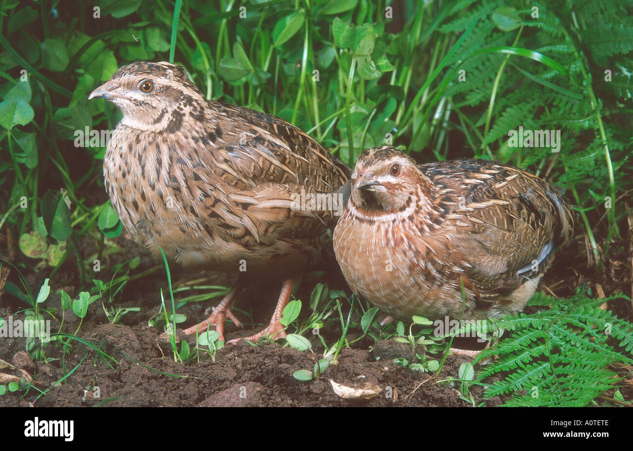 Female quail coturnix coturnix hi-res stock photography and images - Alamy