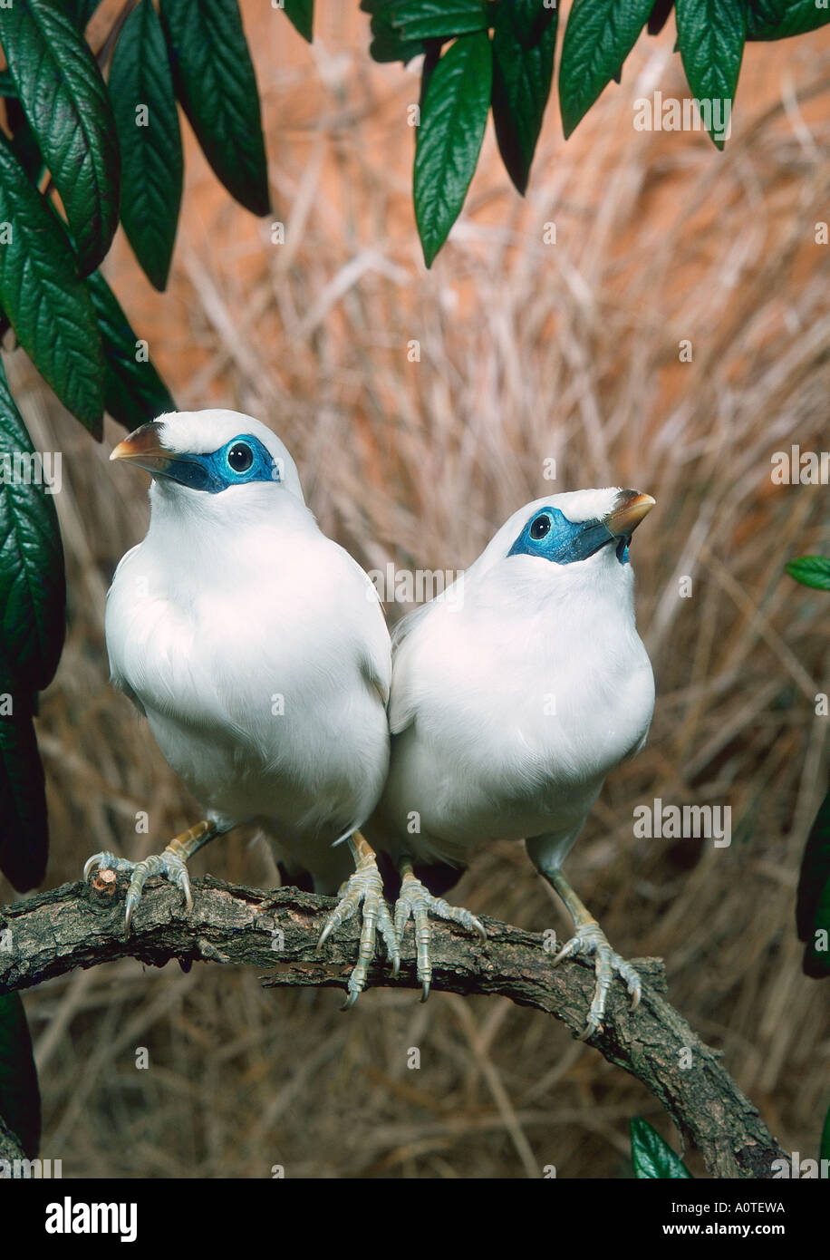 Bali Mynah / Rothschild's Mynah Stock Photo - Alamy