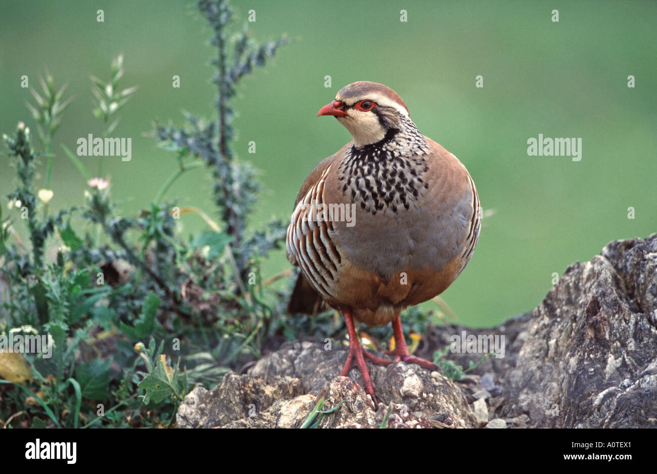 Red-legged Partridge / Rothuhn Stock Photo - Alamy