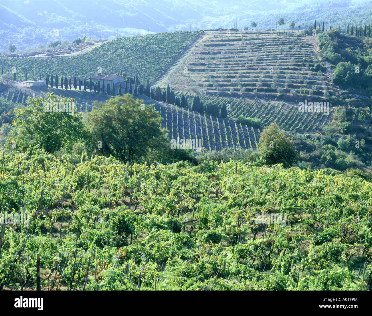 Vineyard for Chianti Wine Stock Photo - Alamy